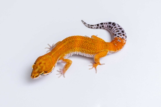 Atomic Electric Tangerine Leopard Gecko by Suburban Geckos LLC