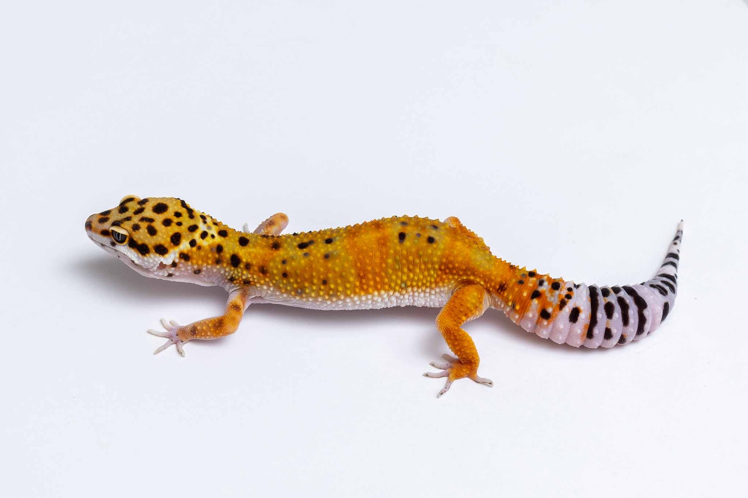 Clown G X Blood Emerine Tangerine Leopard Gecko by Suburban Geckos ...