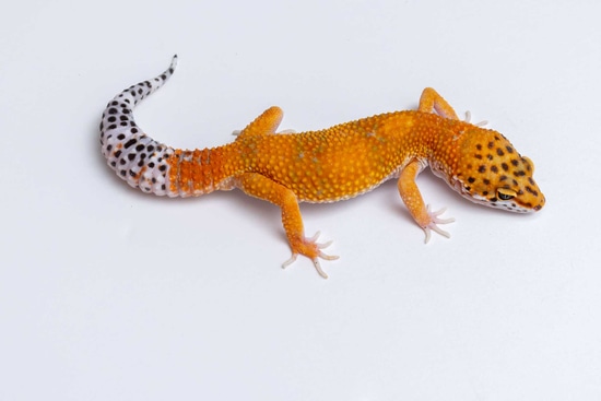 Atomic Electric Tangerine Leopard Gecko by Suburban Geckos LLC