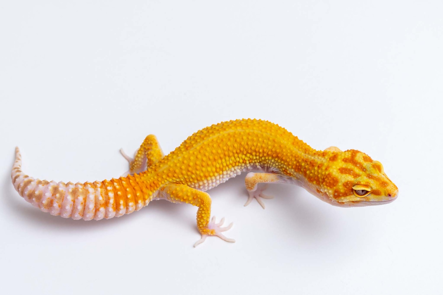 Atomic G X Red Diamond Tangerine Raptor Leopard Gecko by Suburban ...