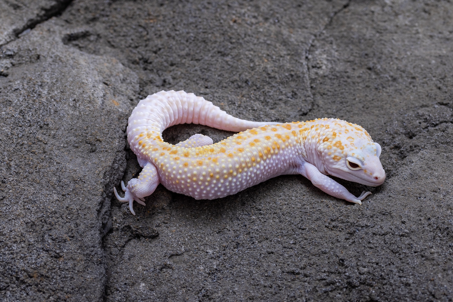 White And Yellow Mack Snow Tremper Eclipse Leopard Gecko by Suburban ...