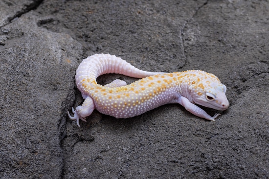 White And Yellow Mack Snow Tremper Eclipse Leopard Gecko by Suburban ...