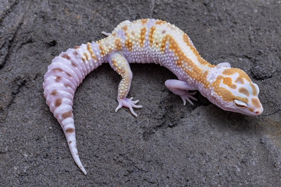 White & Yellow Mack Snow Bell Albino Leopard Gecko by Suburban Geckos LLC