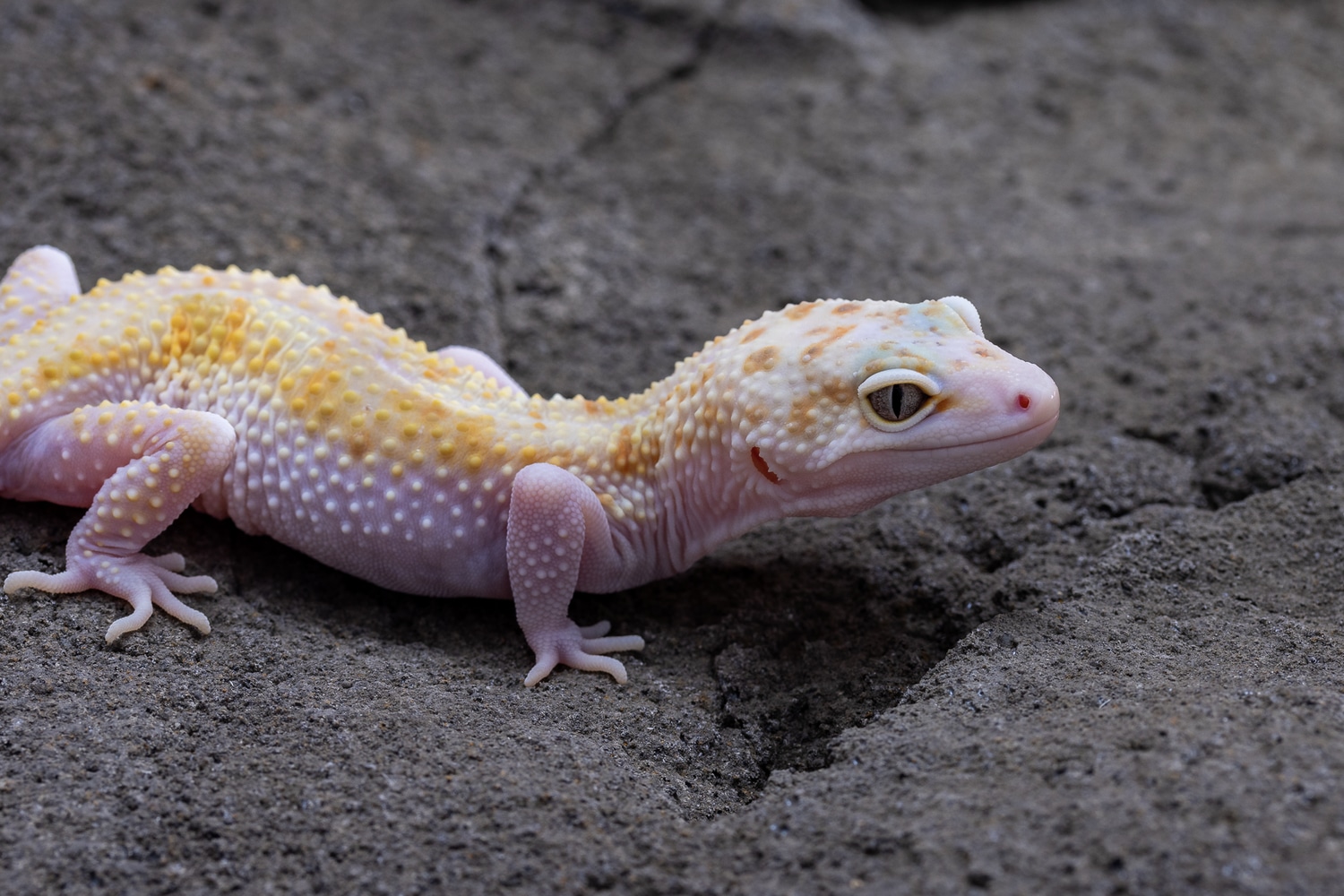 White & Yellow Eclipse 100% Het Rainwater Leopard Gecko by Suburban ...