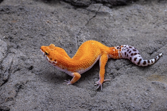 Gecko Genetics Blood X Atomic Electric Tangerine Leopard Gecko by ...