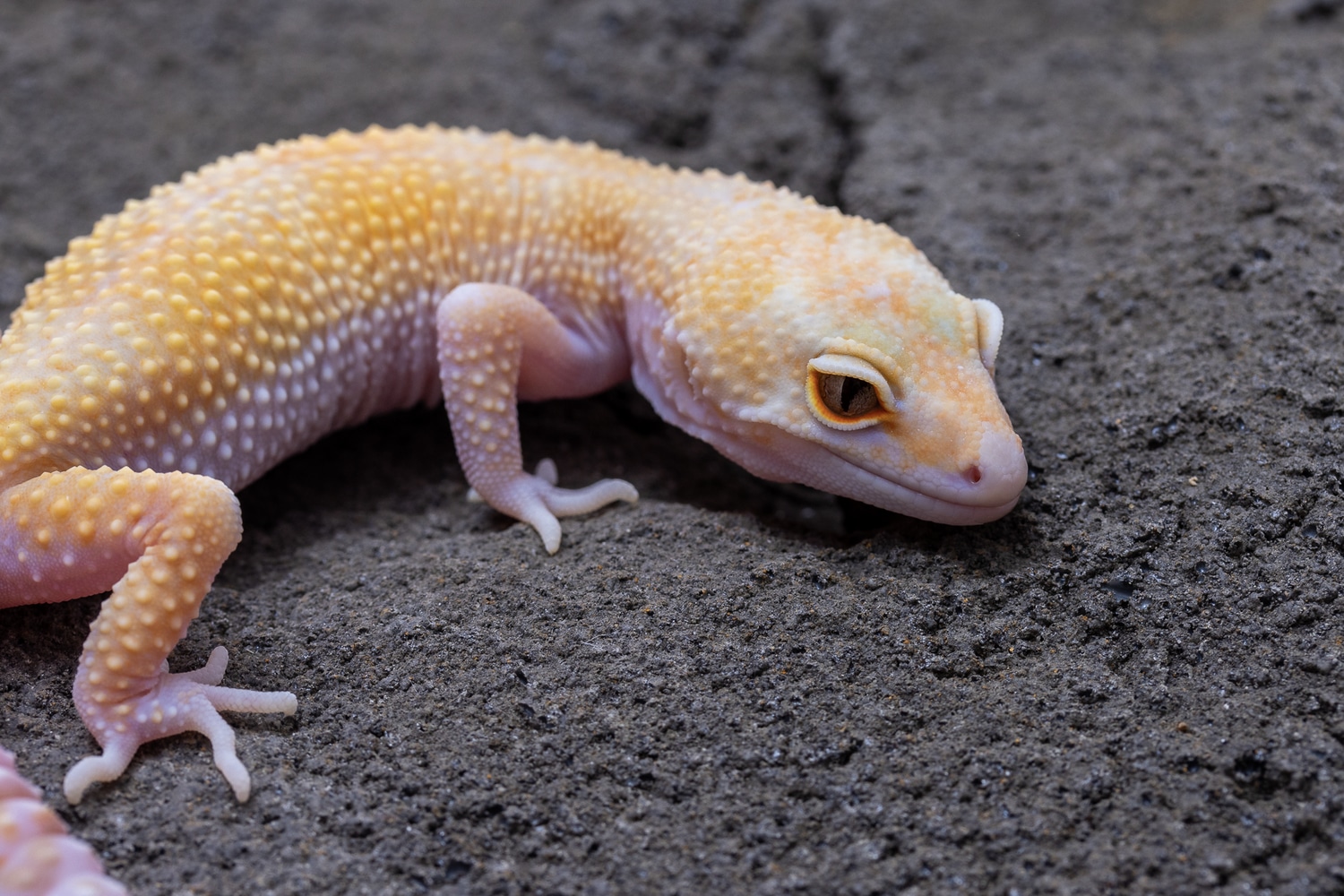 Typhoon Leopard Gecko by Suburban Geckos - MorphMarket