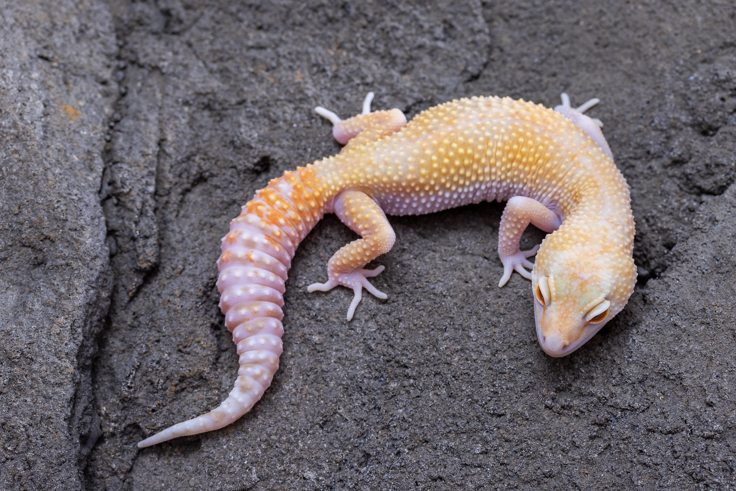 Typhoon Leopard Gecko by Suburban Geckos - MorphMarket