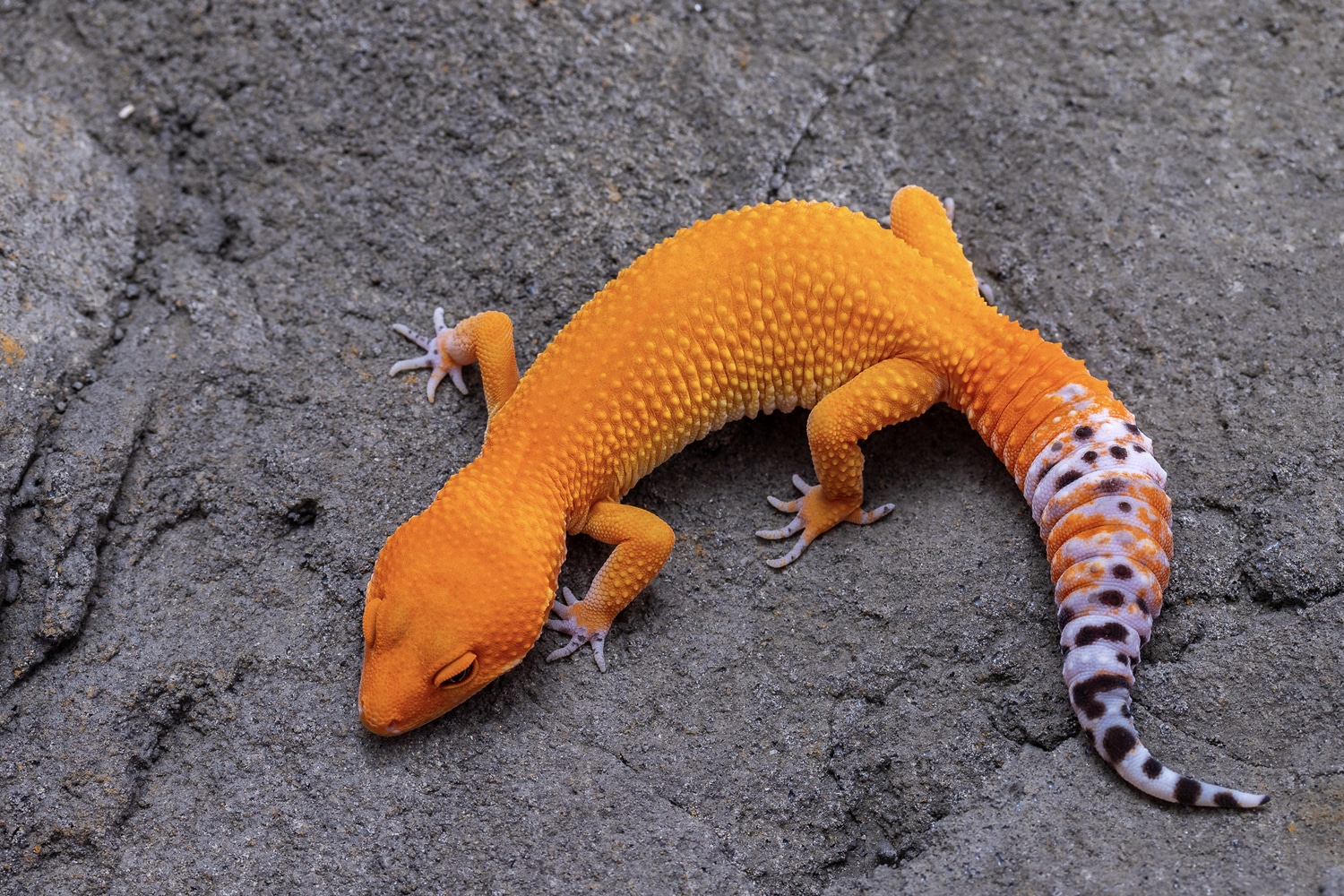 Gecko Genetics Blood X Atomic Electric Tangerine Leopard Gecko by ...