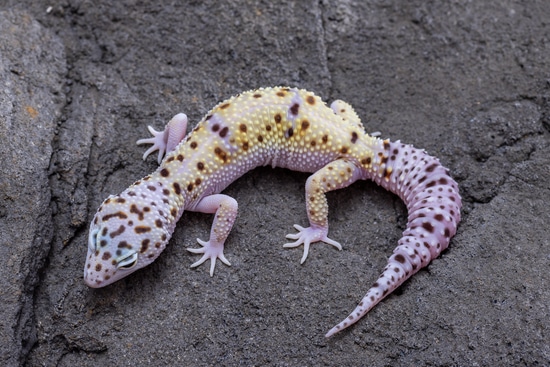 White & Yellow Mack Snow Leopard Gecko by Suburban Geckos LLC