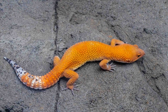 Gecko Genetics X Blood Tangerine Leopard Gecko by Suburban Geckos LLC
