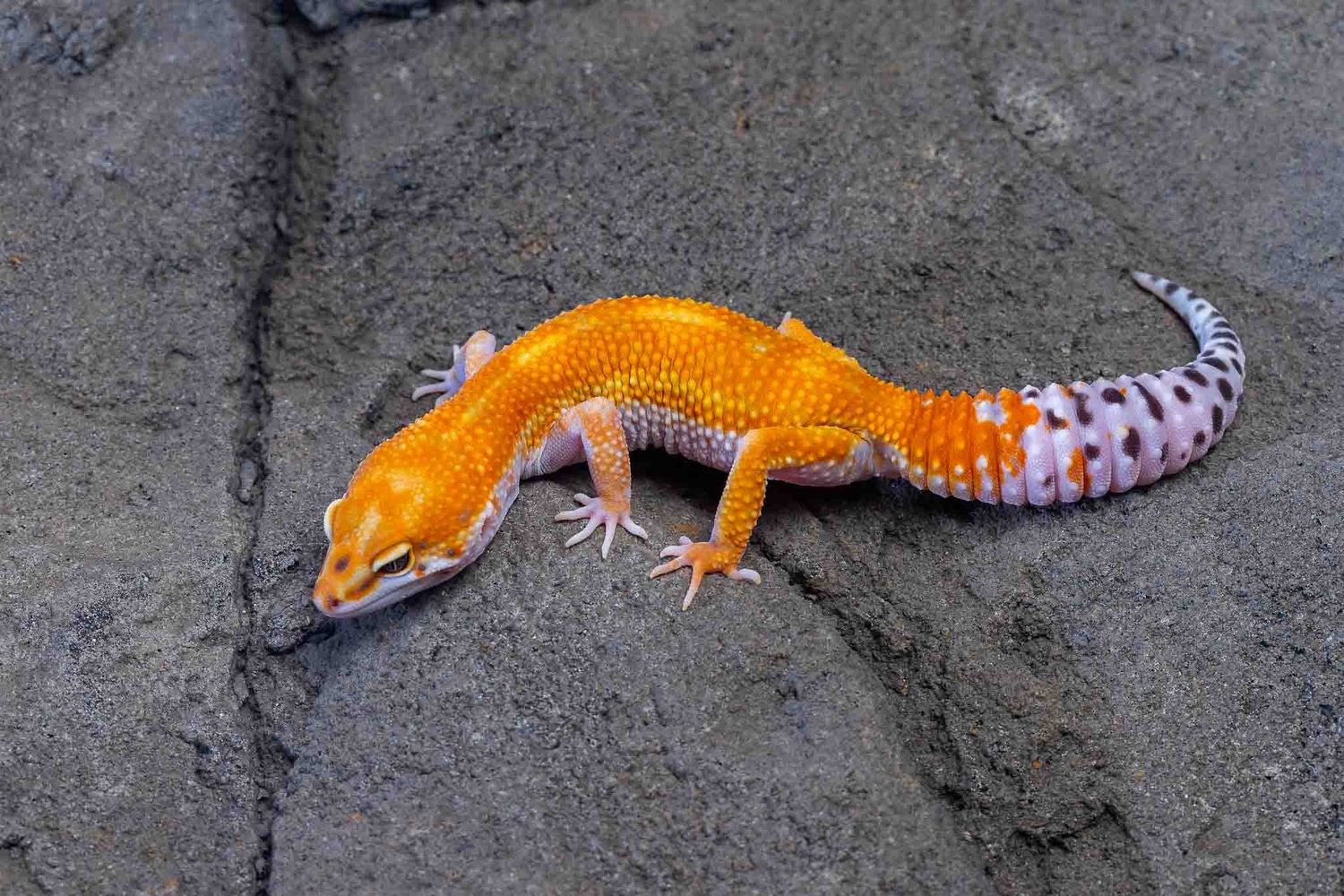 Atomic Electric Tangerine Leopard Gecko by Suburban Geckos - MorphMarket