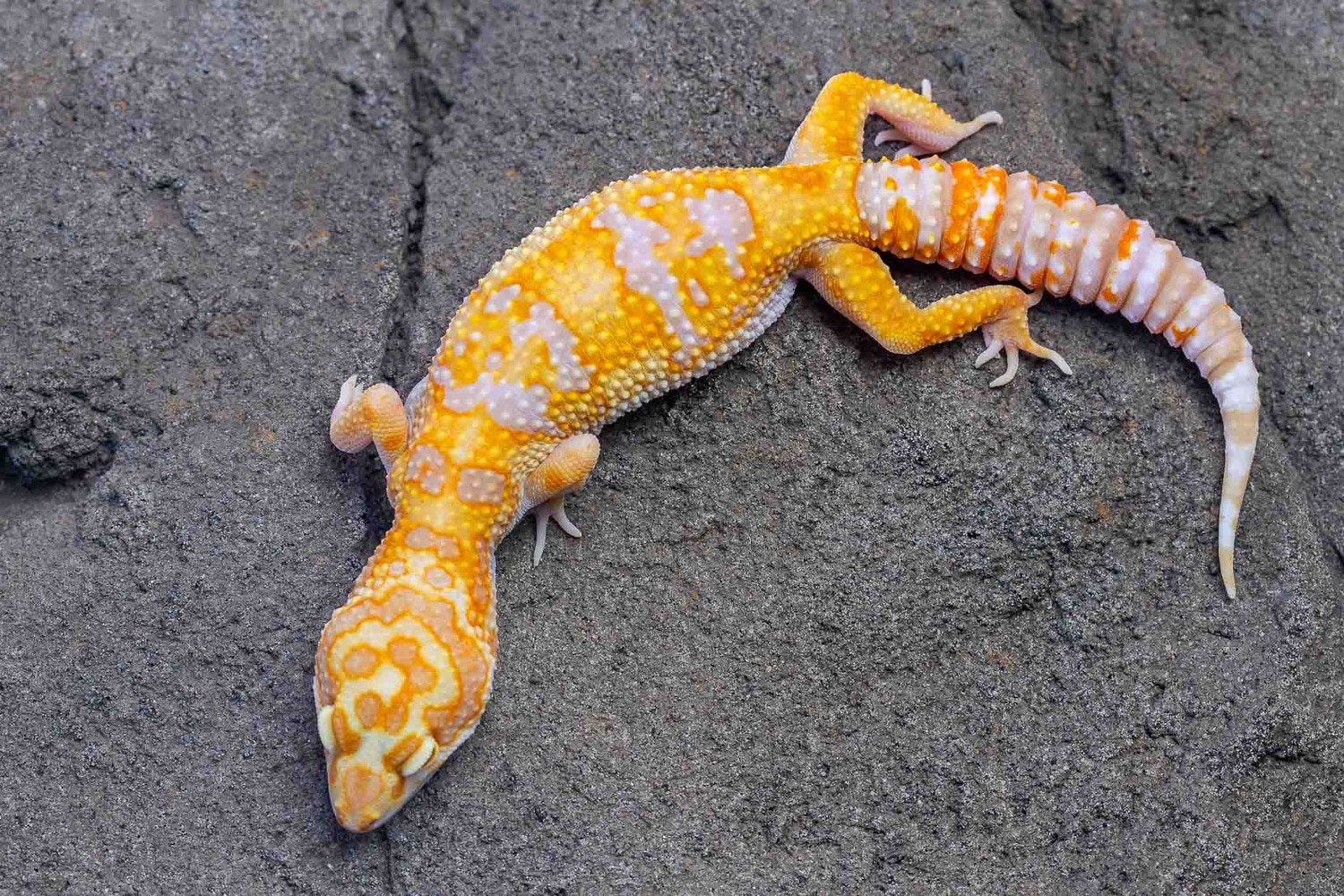 Tremper Albino Leopard Gecko by Suburban Geckos - MorphMarket