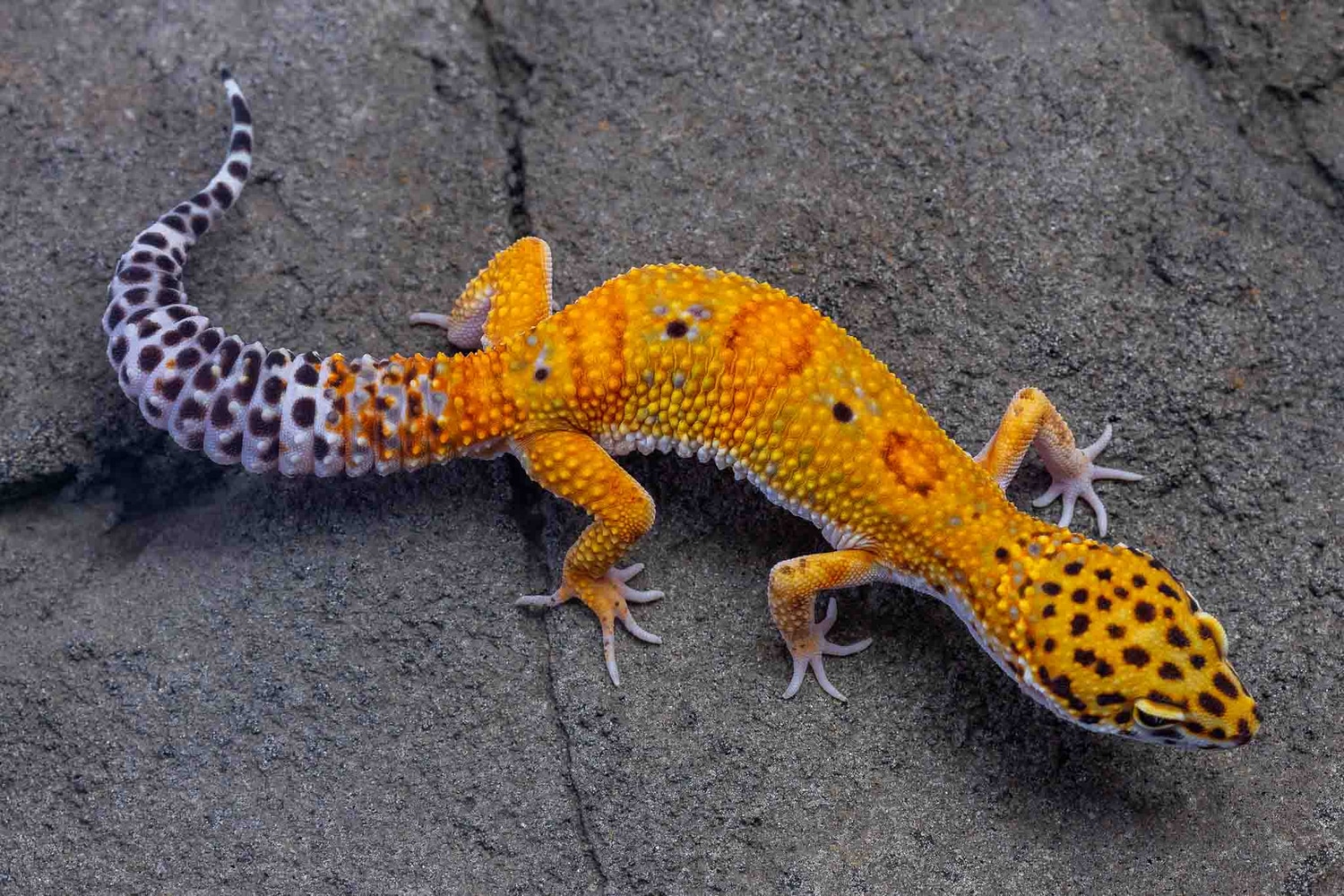 Atomic Electric Tangerine Leopard Gecko by Suburban Geckos - MorphMarket