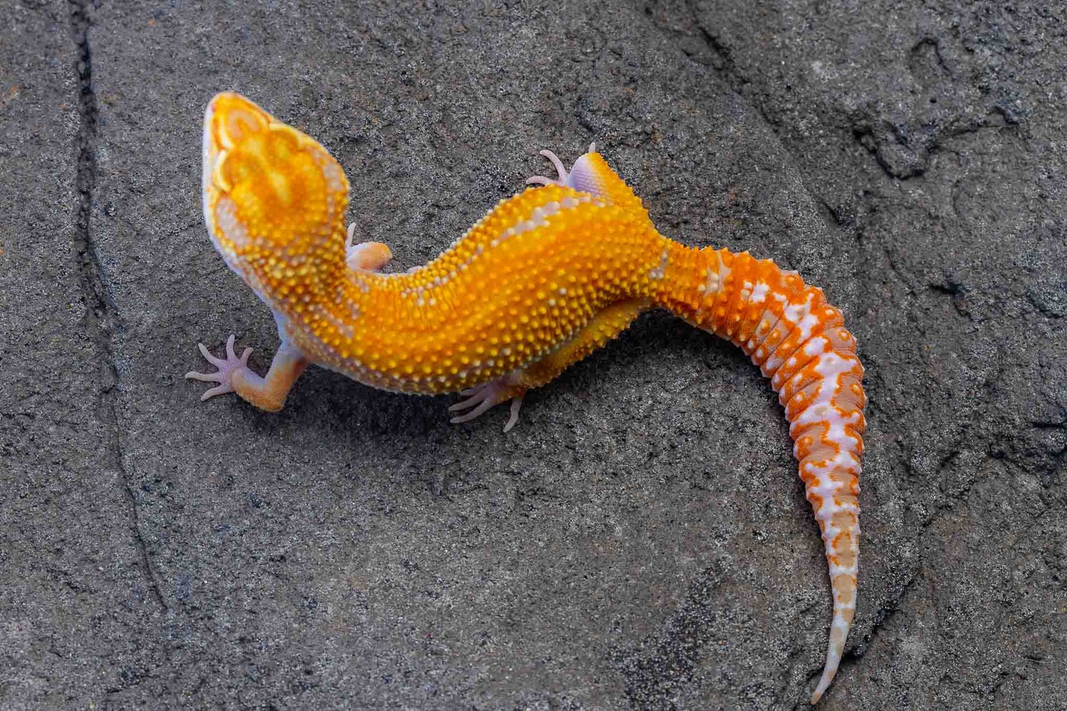 Extreme Emerine Tremper Albino Leopard Gecko by Suburban Geckos ...