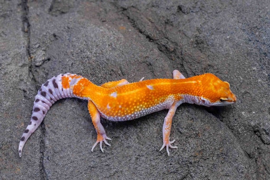 Atomic Electric Tangerine Leopard Gecko by Suburban Geckos LLC