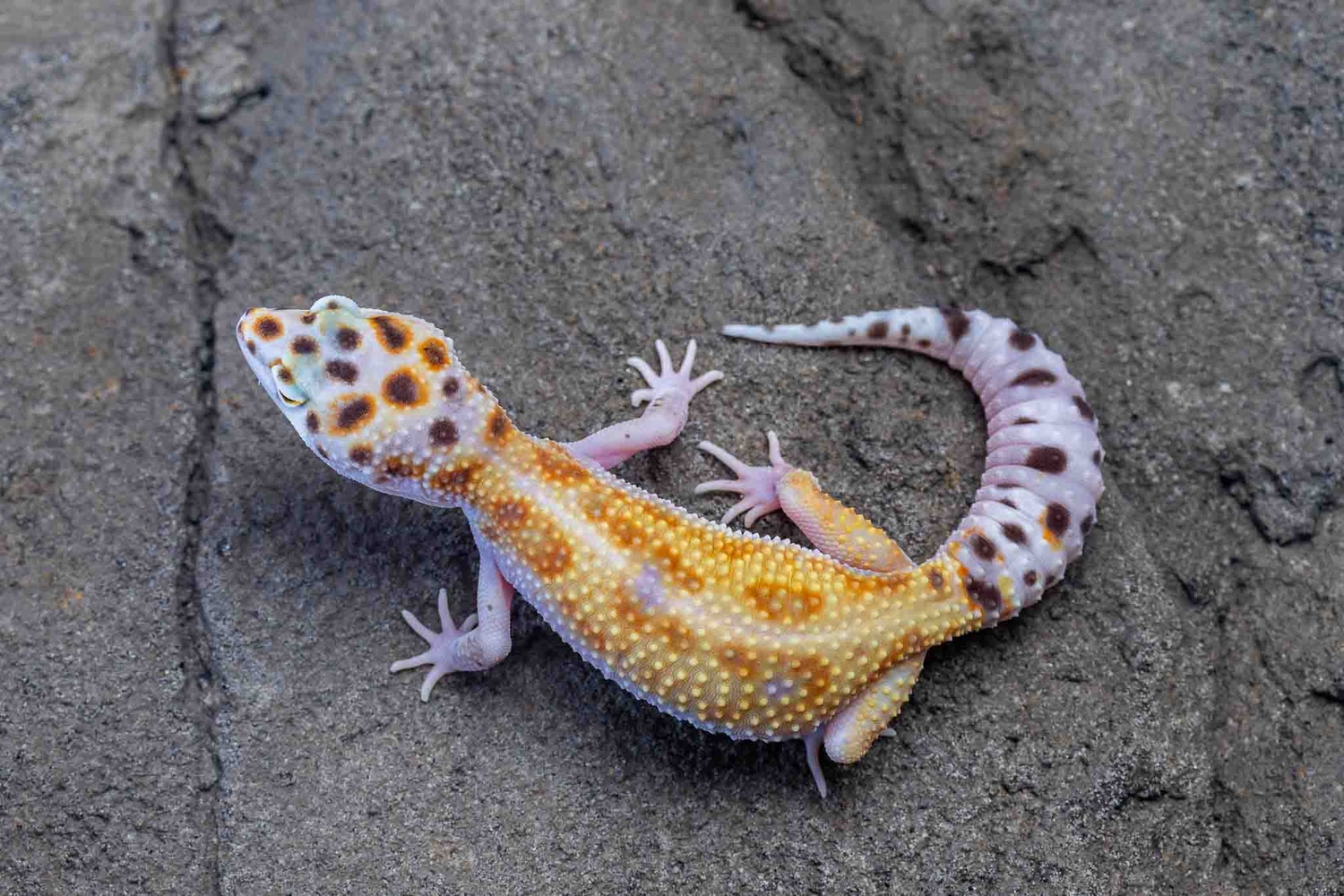 White And Yellow Leopard Gecko by Suburban Geckos - MorphMarket