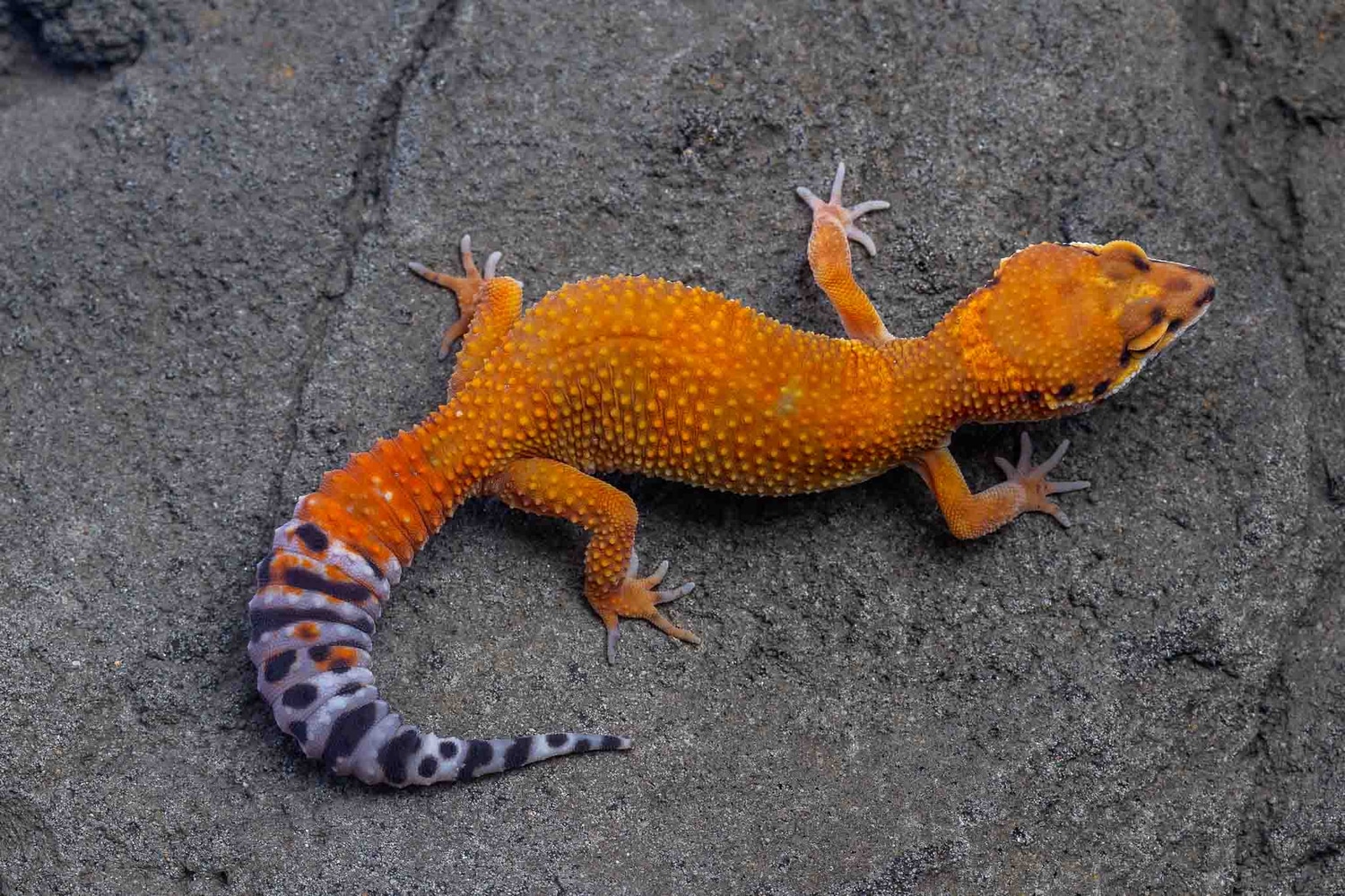 Purple Head X Blood Emerine Tangerine Leopard Gecko by Suburban Geckos ...