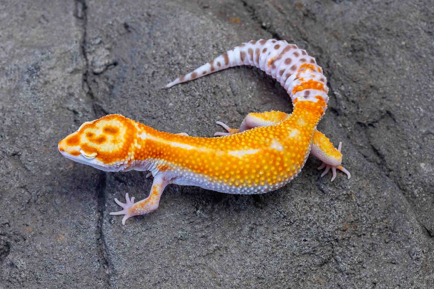 White And Yellow Bell Albino Leopard Gecko by Suburban Geckos - MorphMarket