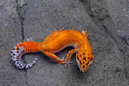 Purple Head X Blood Emerine Tangerine Leopard Gecko by Suburban Geckos LLC