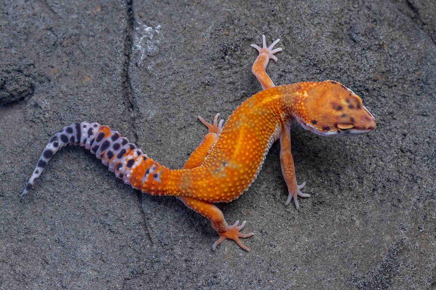 Purple Head X Blood Emerine Tangerine Leopard Gecko by Suburban Geckos ...