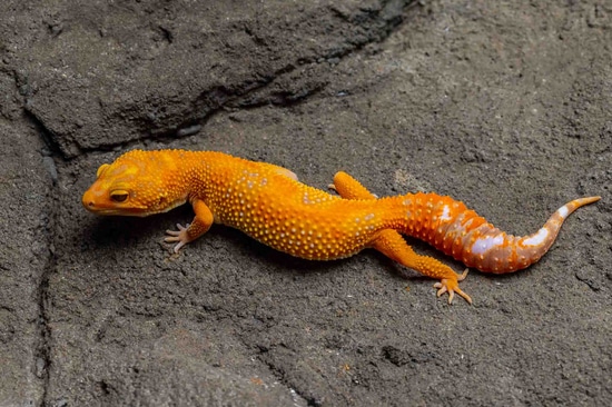 Firewater Leopard Gecko by Suburban Geckos LLC