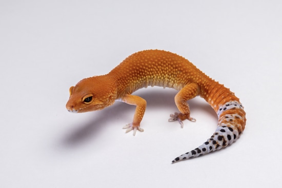 Gecko Genetics Bloo X Atomic Electric Tangerine Leopard Gecko by ...