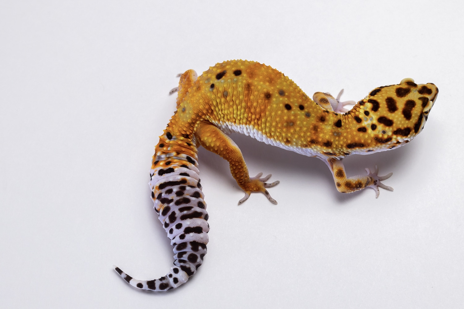 Clown G X Blood Emerine Tangerine Leopard Gecko by Suburban Geckos ...