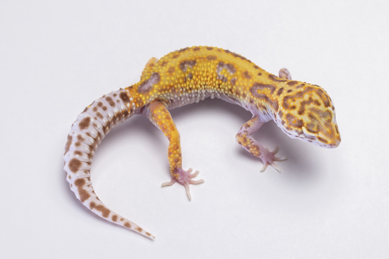 Funky Jungle Radar Leopard Gecko by Suburban Geckos - MorphMarket