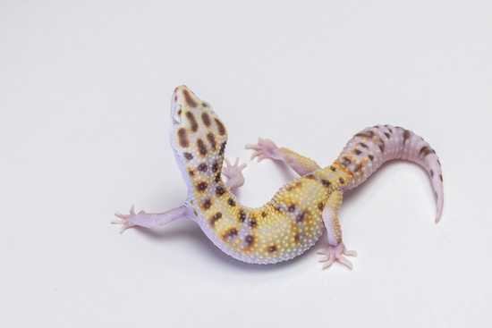 White And Yellow Mack Snow Bell Albino Leopard Gecko by Suburban Geckos LLC