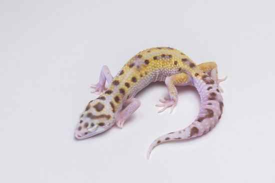 White And Yellow Mack Snow Bell Albino Leopard Gecko by Suburban Geckos LLC