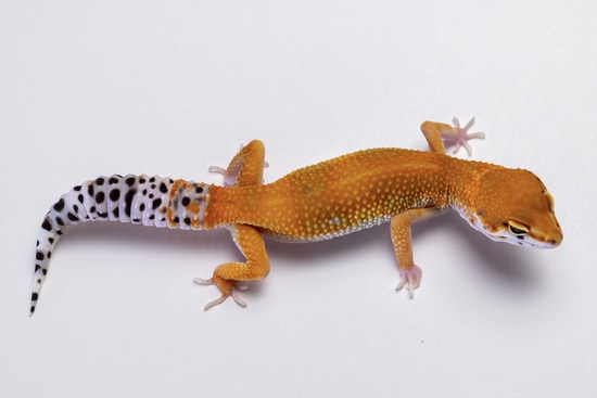Atomic Electric Tangerine Leopard Gecko by Suburban Geckos LLC