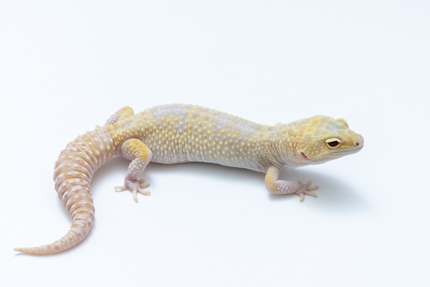 Raptor Leopard Gecko by Suburban Geckos - MorphMarket