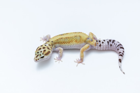 White And Yellow Mack Snow Firebold Leopard Gecko by Suburban Geckos LLC