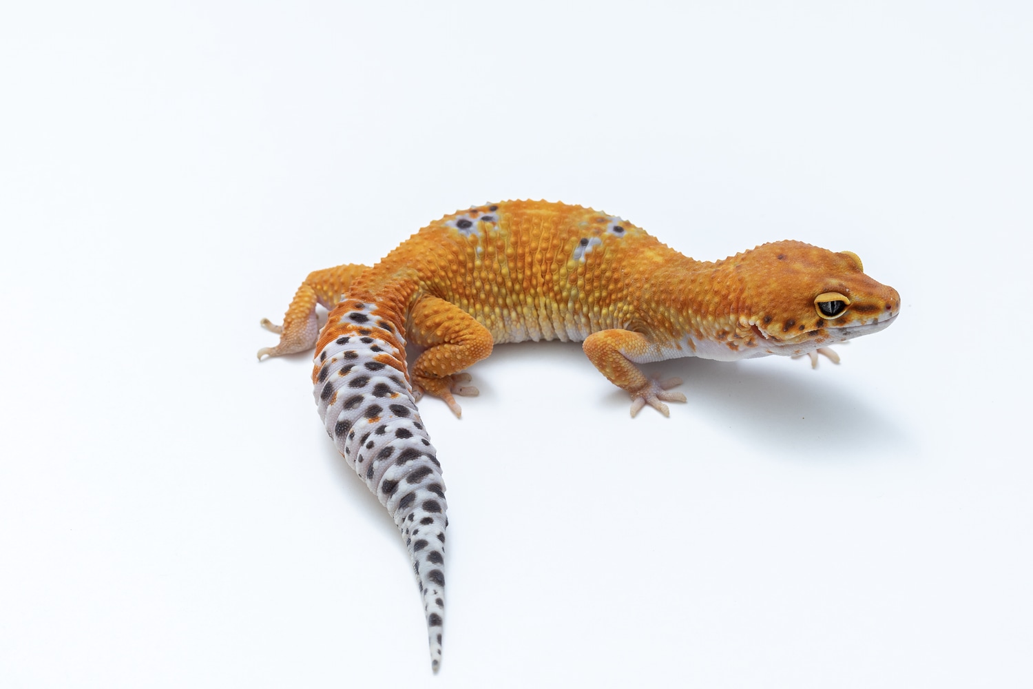 Electric X Blood Inferno Tangerine Leopard Gecko by Suburban Geckos ...