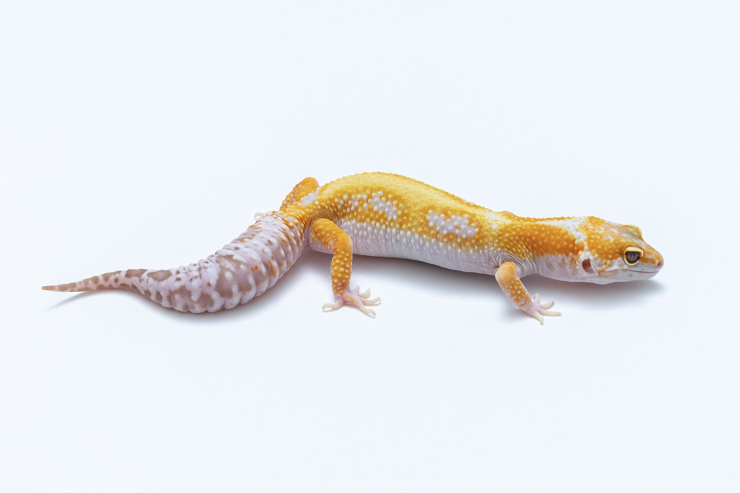 White And Yellow Mack Snow Blood Tremper Leopard Gecko by Suburban ...