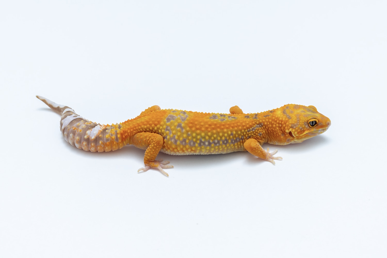 Firewater Leopard Gecko by Suburban Geckos - MorphMarket