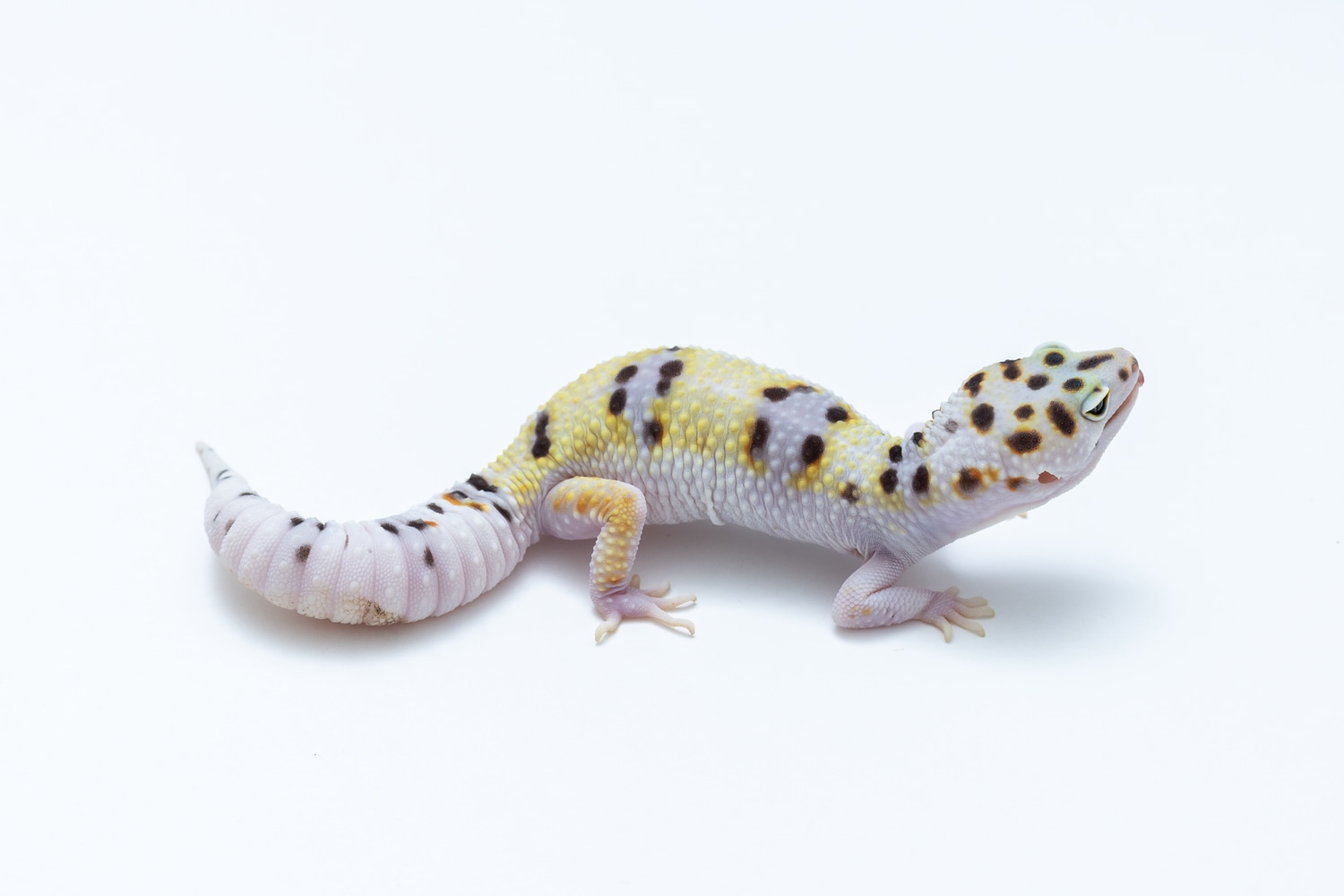 White And Yellow Mack Snow Firebold Leopard Gecko by Suburban Geckos ...