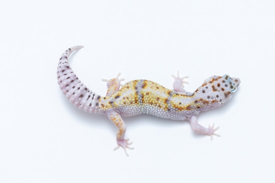 White And Yellow Mack Snow Funky Jungle Leopard Gecko by Suburban ...