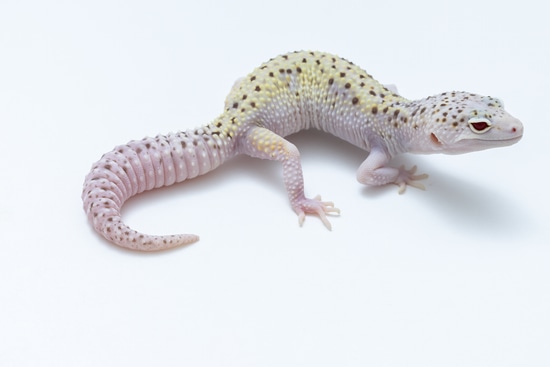 White And Yellow Mack Snow Radar Leopard Gecko by Suburban Geckos LLC