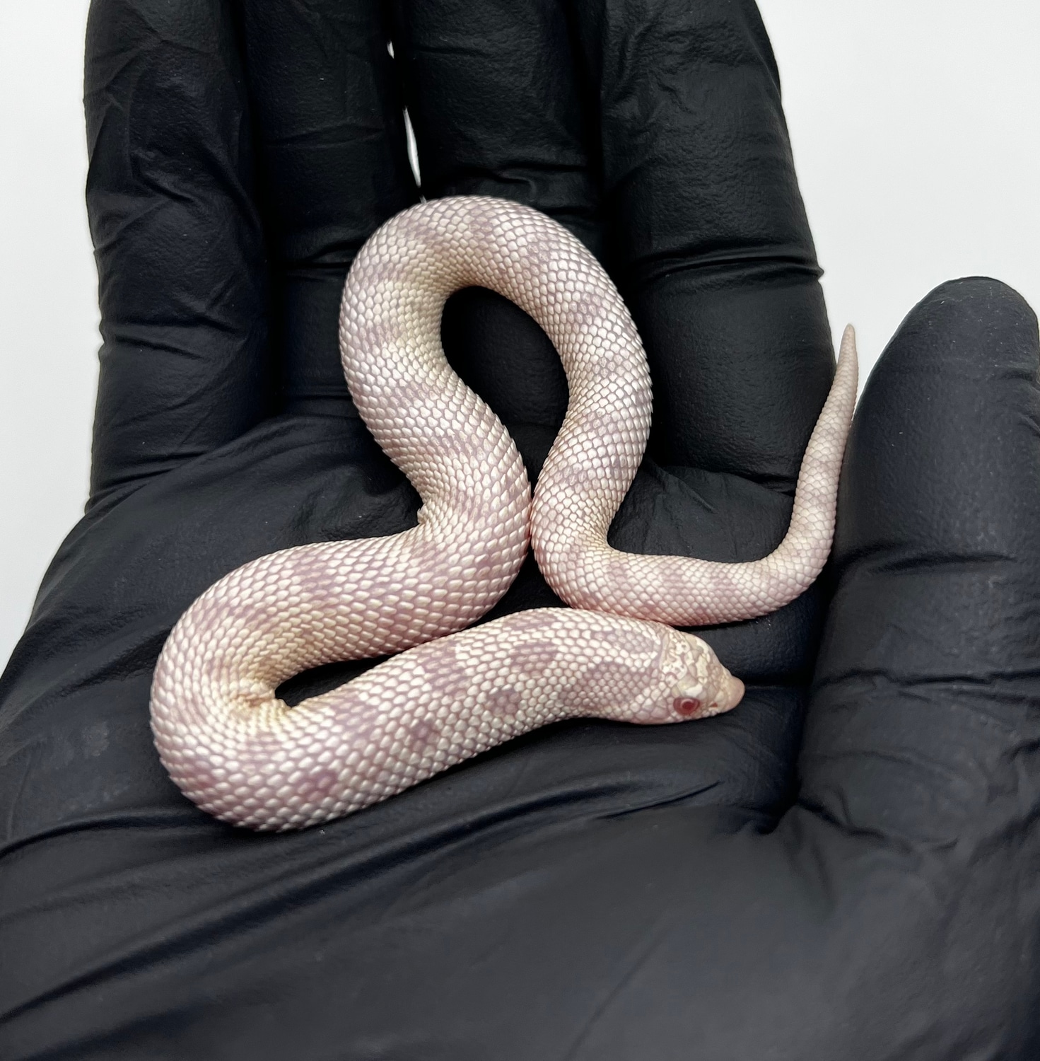 Snow Anaconda Western Hognose by Sucker Punch Serpents - MorphMarket