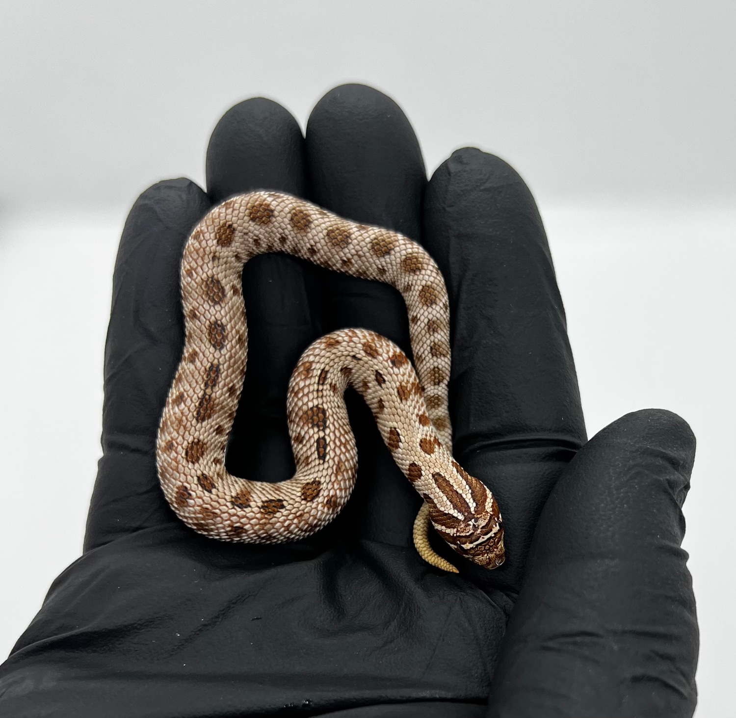 Arctic Anaconda Western Hognose by Sucker Punch Serpents - MorphMarket