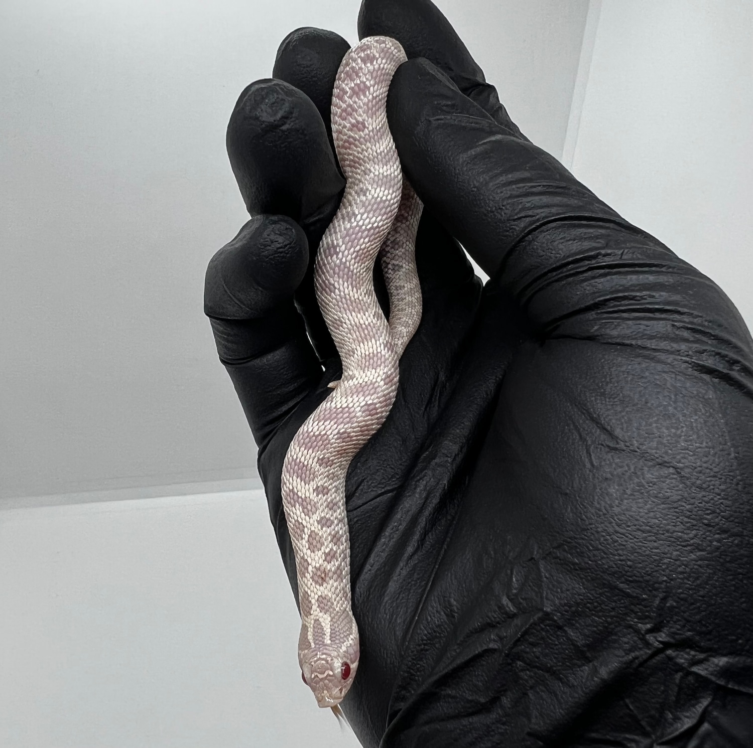 Snow Western Hognose by Sucker Punch Serpents - MorphMarket