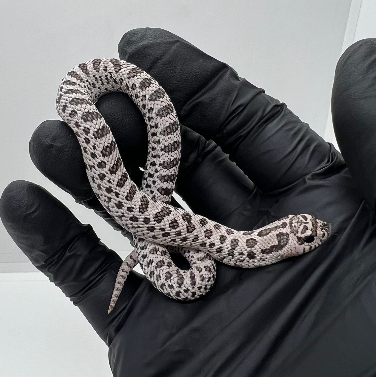 Super Arctic Western Hognose by Sucker Punch Serpents - MorphMarket