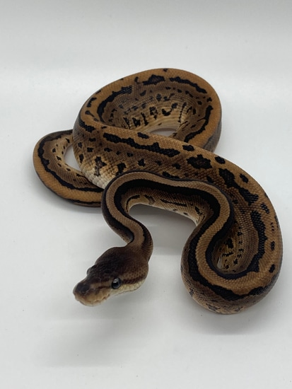 Free Shipping Leopard Cinnamon Pinstripe Ball Python by Closed