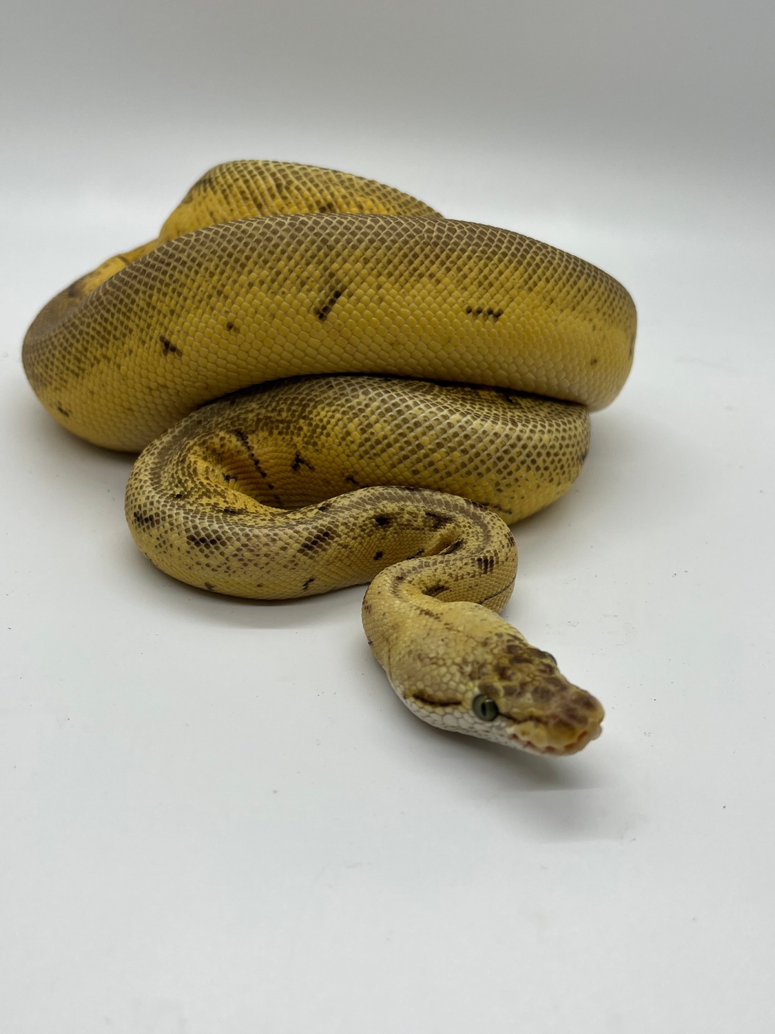 Spider Pinstripe Pastel Leopard Ball Python by Suddenly Snakes ...