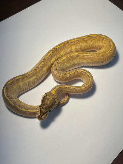 Highway Enchi Ball Python by Suddenly Snakes