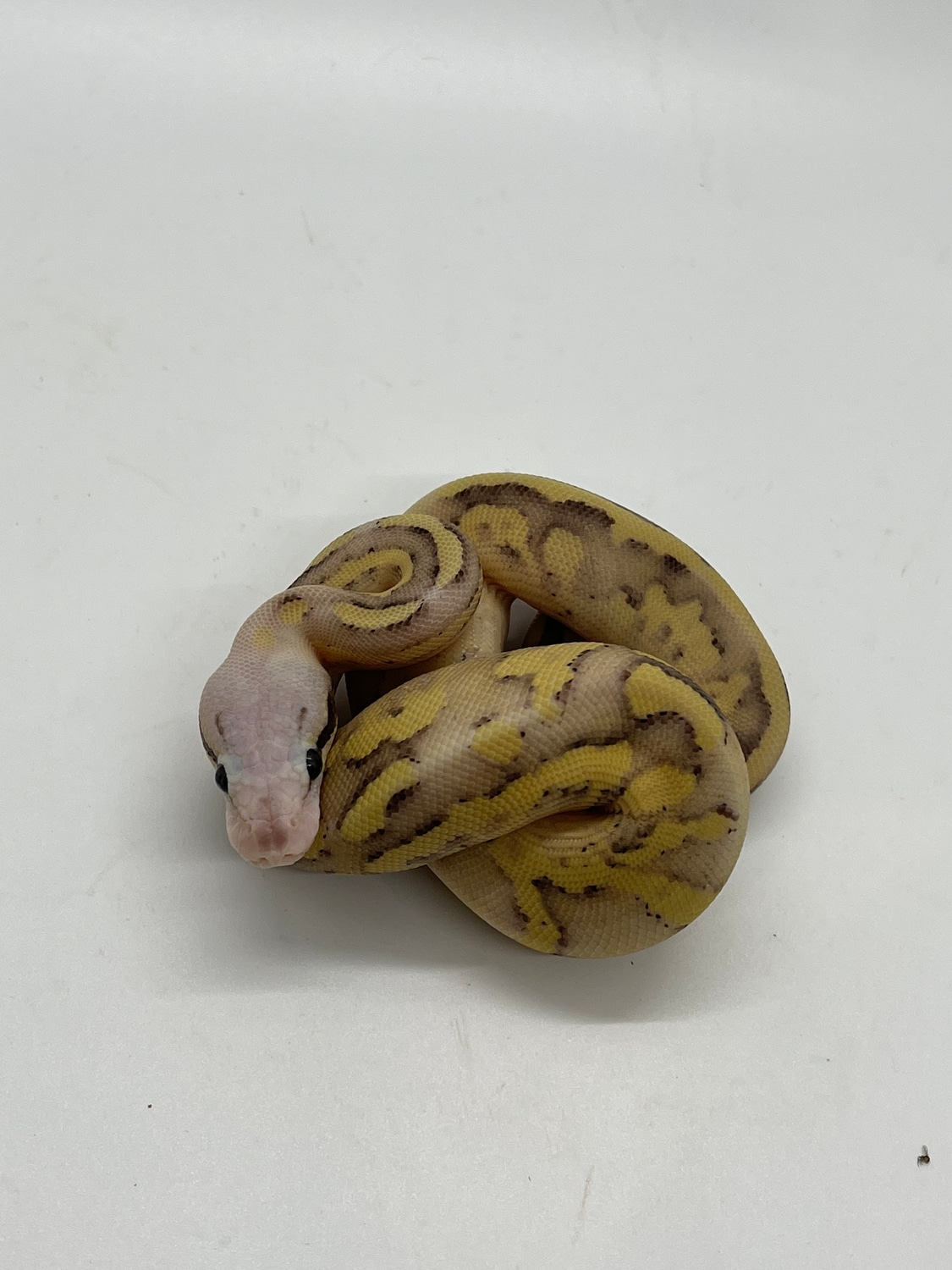 Holiday Sale! Vanilla Scream Ball Python by Suddenly Snakes - MorphMarket