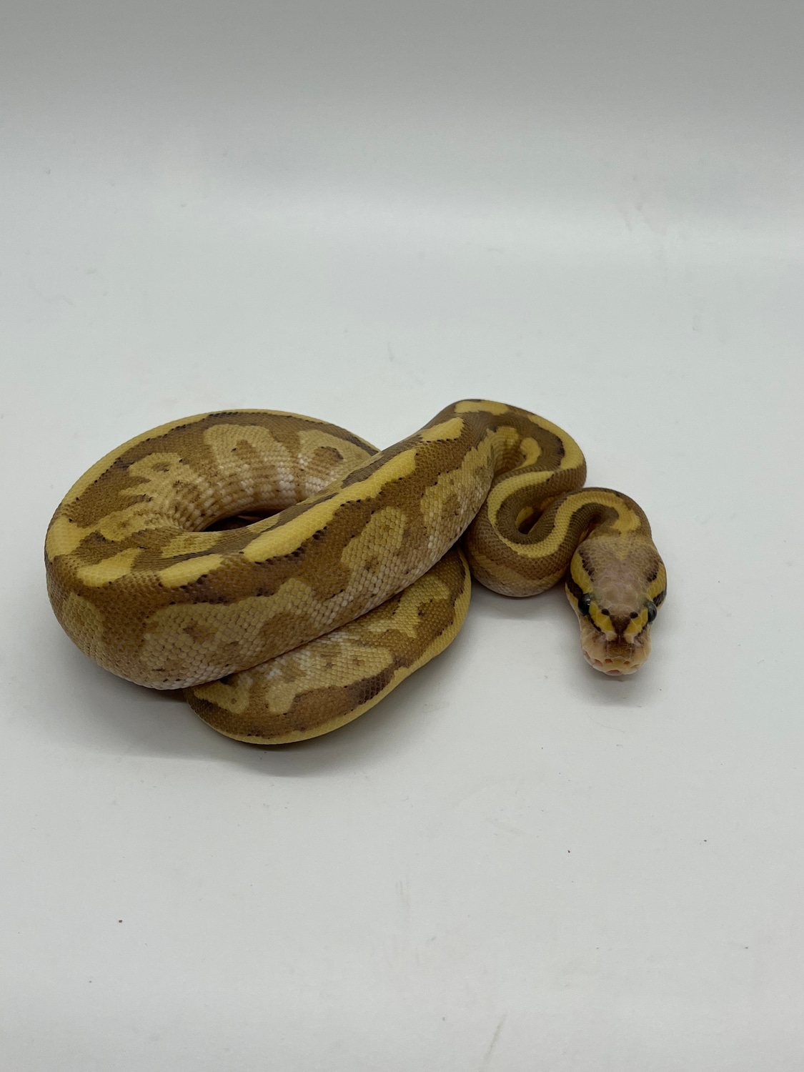 Vanilla Cream Ball Python by Suddenly Snakes - MorphMarket