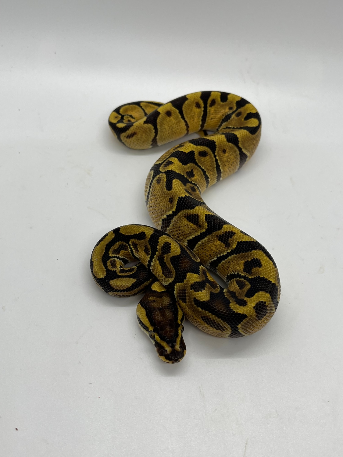 Vanilla/ Fire Enchi Ball Python by Suddenly Snakes - MorphMarket
