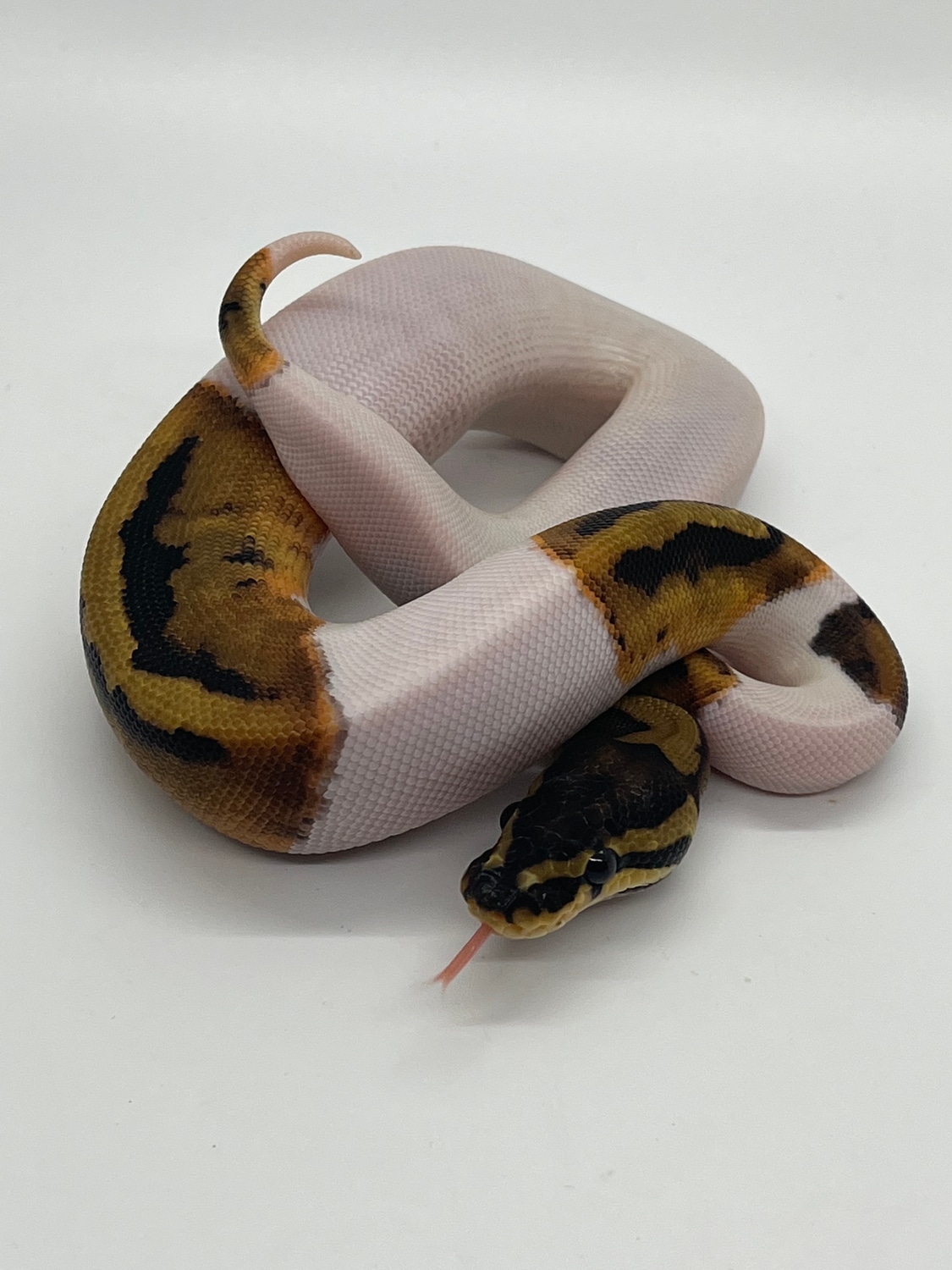 *October Sale* Pied Ball Python by Suddenly Snakes - MorphMarket